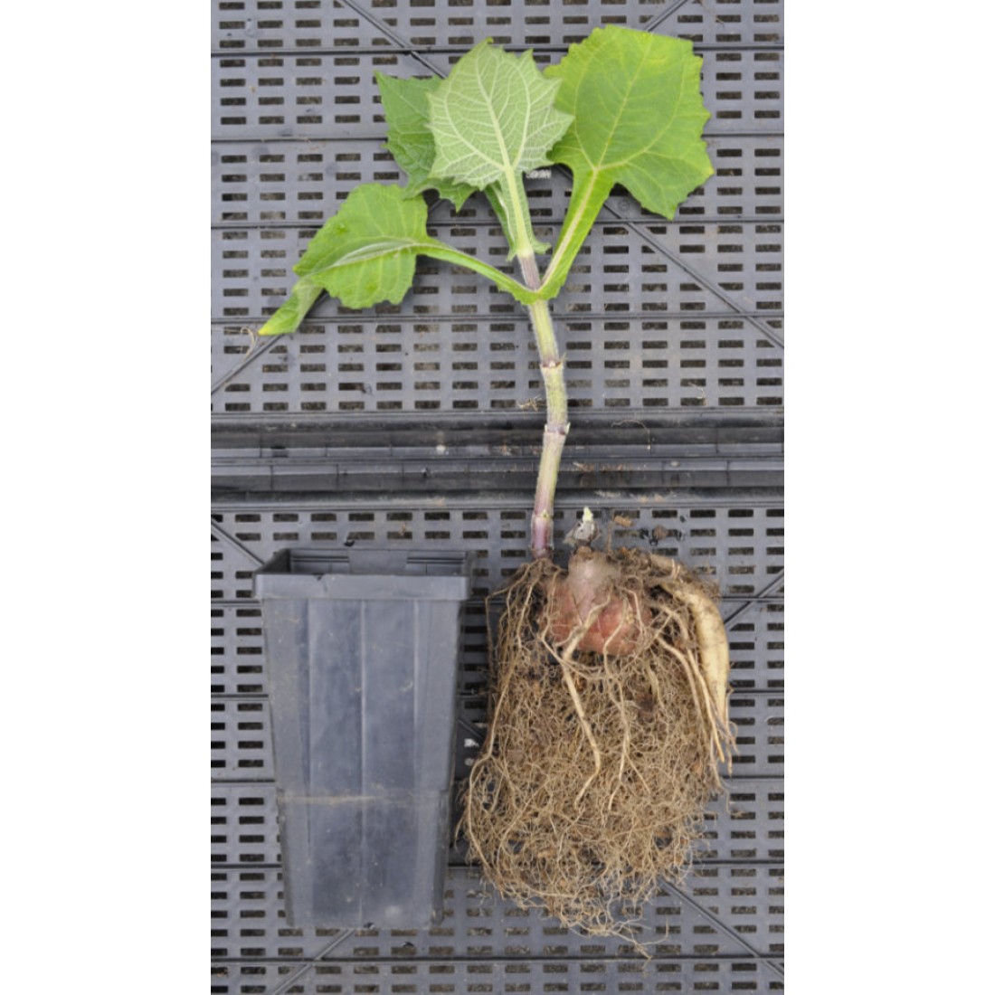 Yacon (Peruvian Ground Apple) (Smallanthus sonchifolius) in 90 mm ...