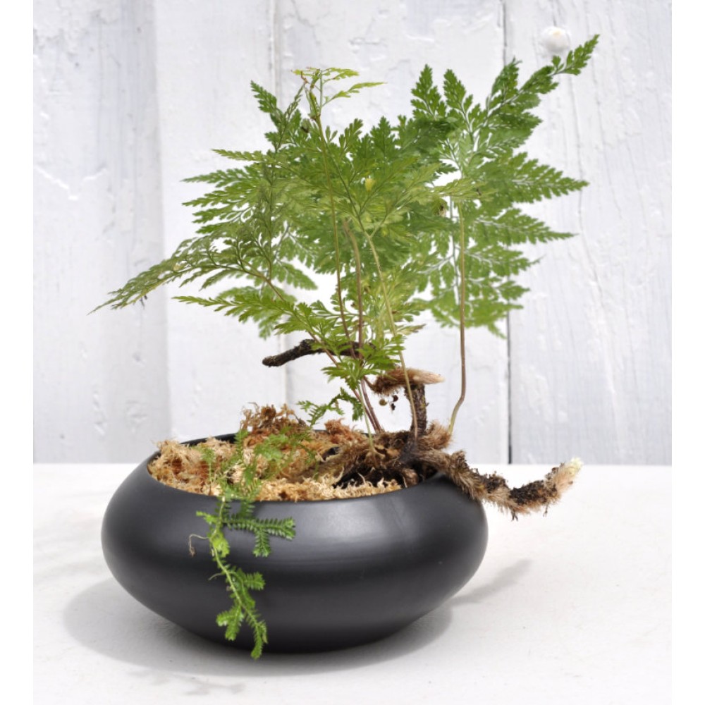 Rabbit's Foot Fern (Davallia sp.) as Propagation Material
