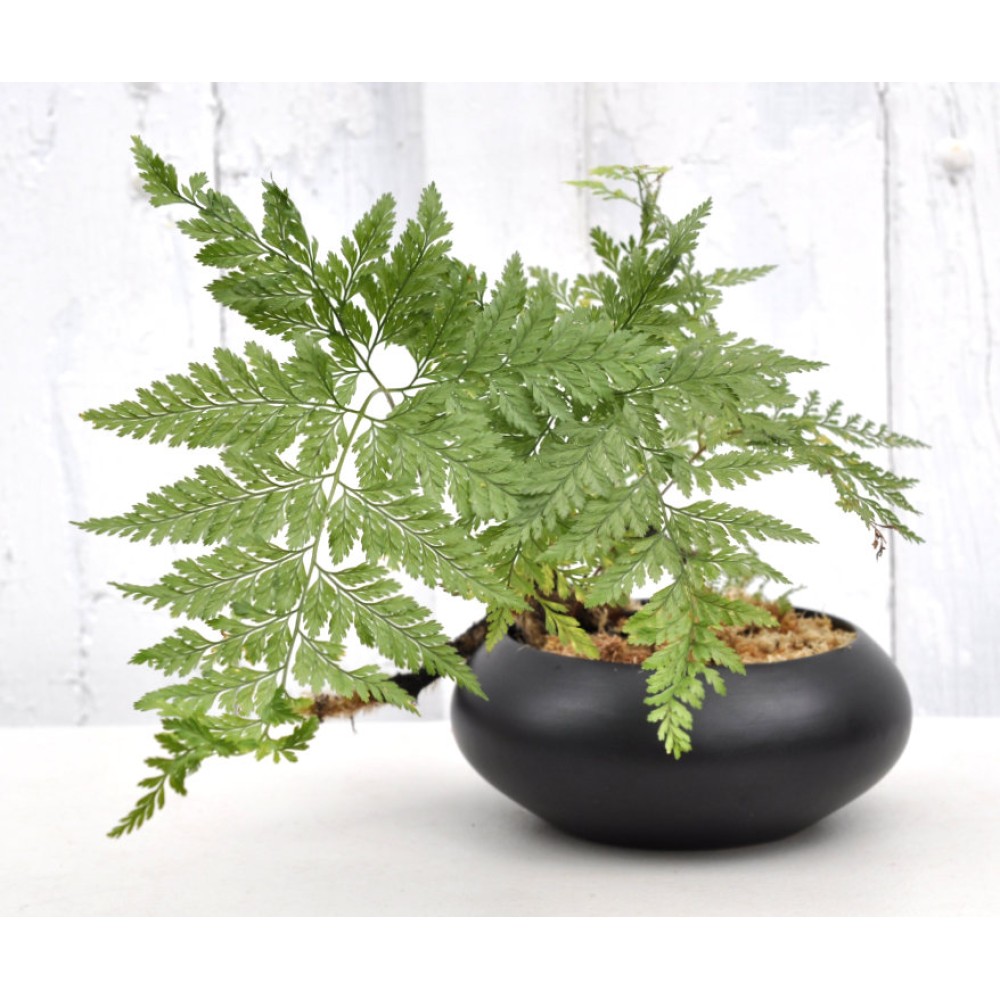 Rabbit's Foot Fern (Davallia sp.) as Propagation Material